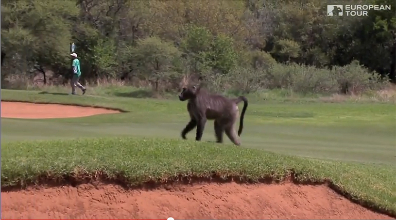 VIDEO | Vine babuinul! Fost lider din golful mondial, pus pe fugă pe ...