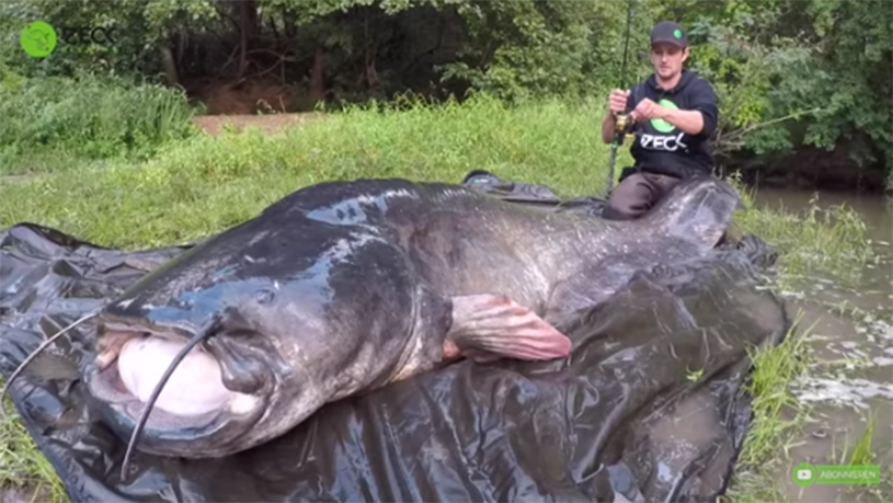 VIDEO INCREDIBIL | Un pescar a reușit să prindă cel mai mare somn ...
