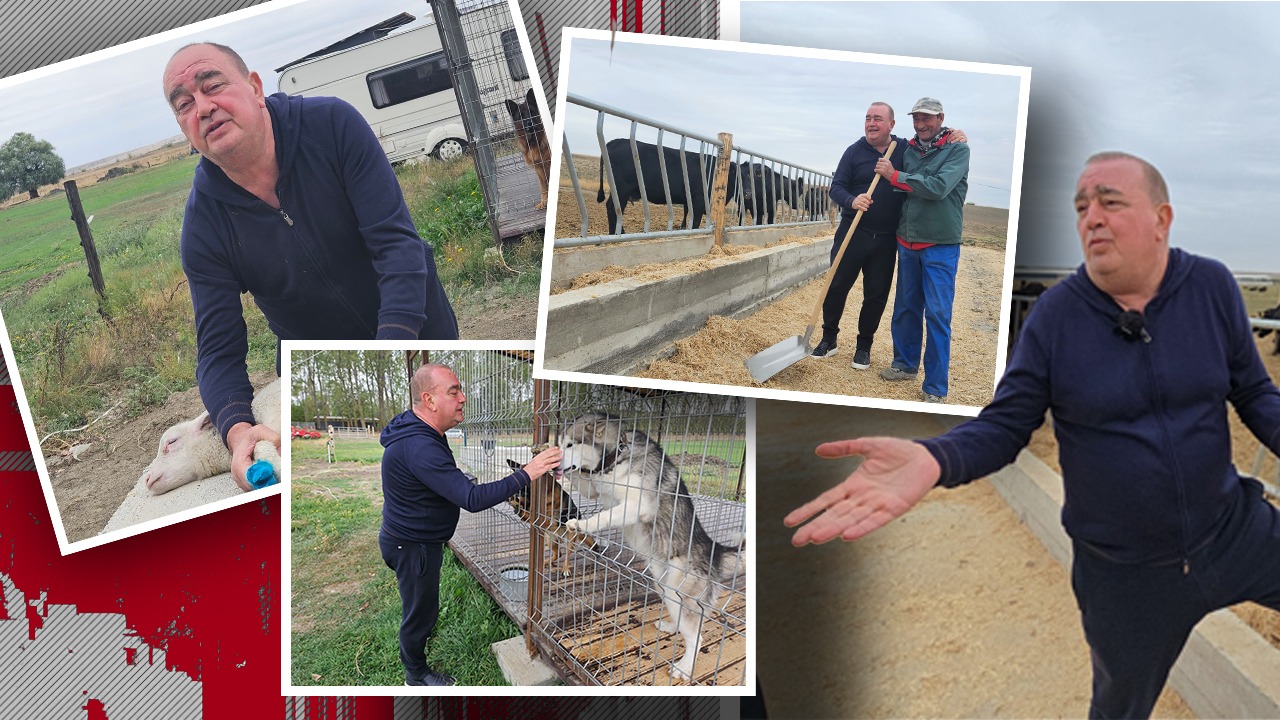 Imagini fabuloase de la ferma de vite Black Angus a lui Gigi Nețoiu ...